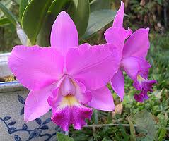 Guaria morada | Mi Costa Rica de Antaño