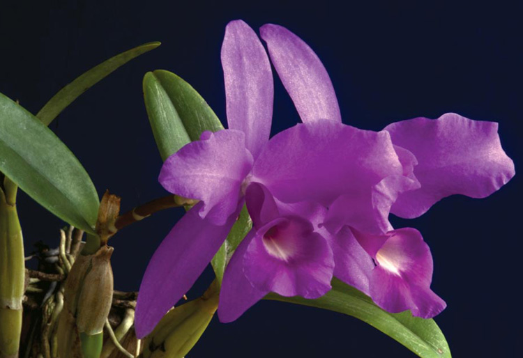 Un viaje al pasado… | Mi Costa Rica de Antaño